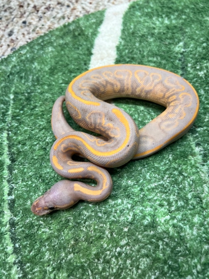 Coral Glow Black Pastel Het Pied Ball Python by Odin's Lair Exotics