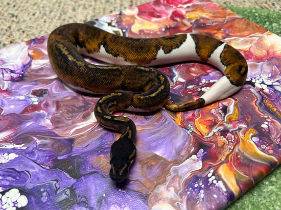 Black Head Pied (YB) Ball Python by Odin's Lair Exotics