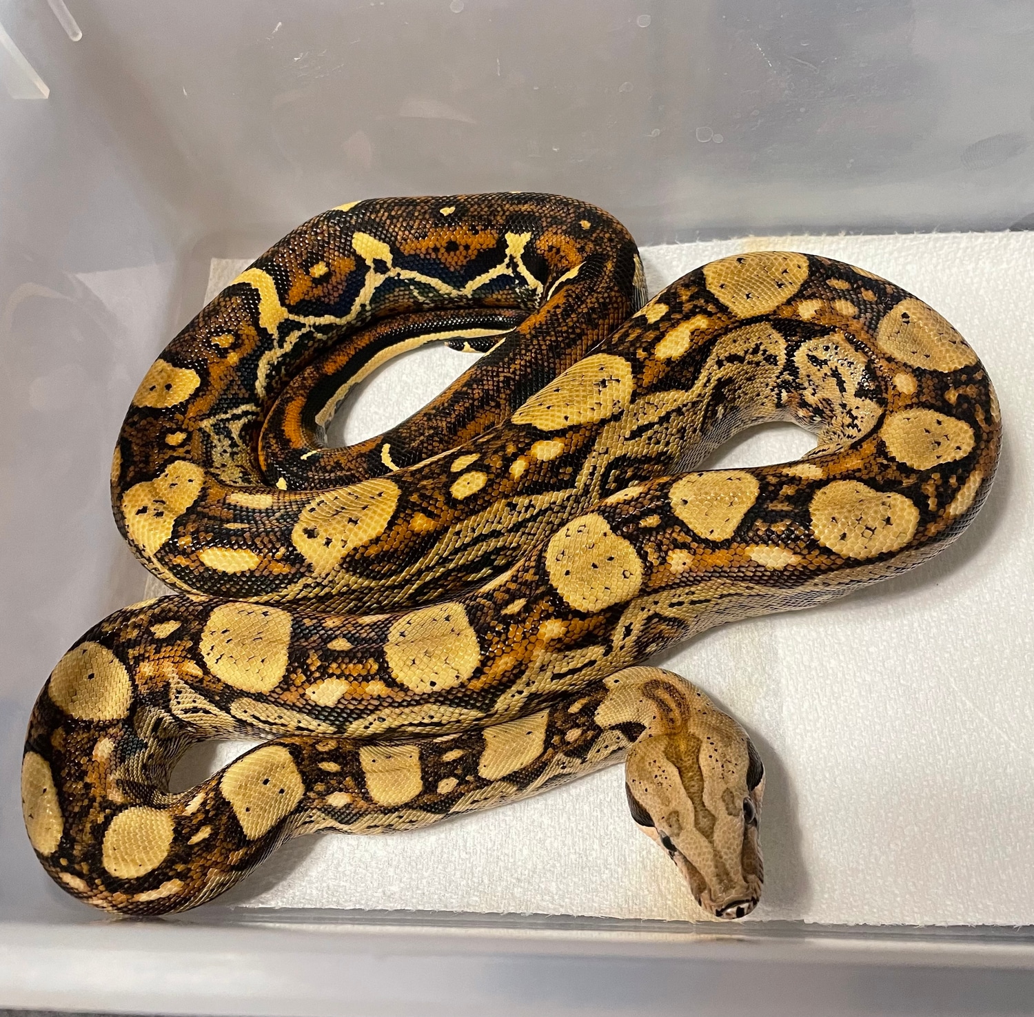 Normal 66% Spector (RDR BEA/VPI T+) Boa Constrictor by Anglin Exotics ...