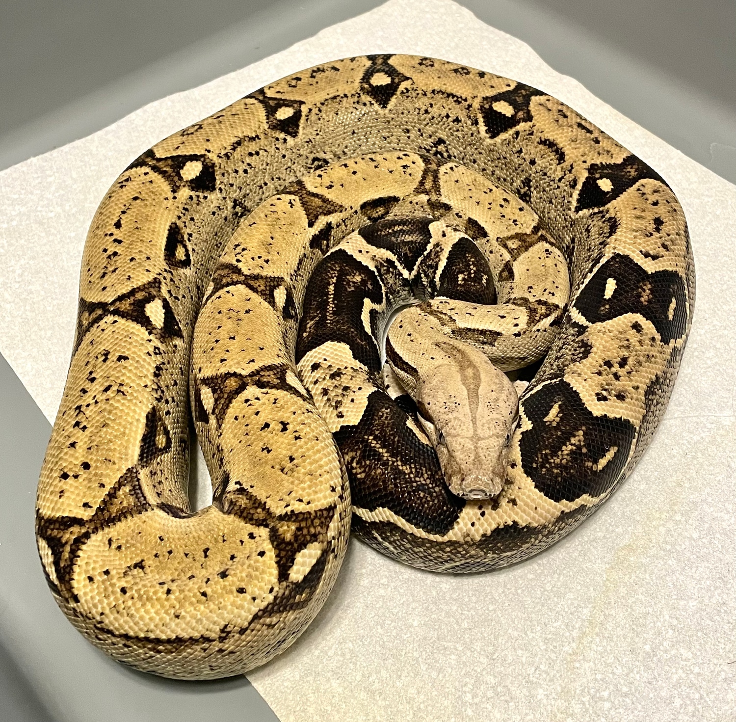 Type 1 Anerythristic 100% Het Kahl Albino Boa Constrictor by Anglin ...