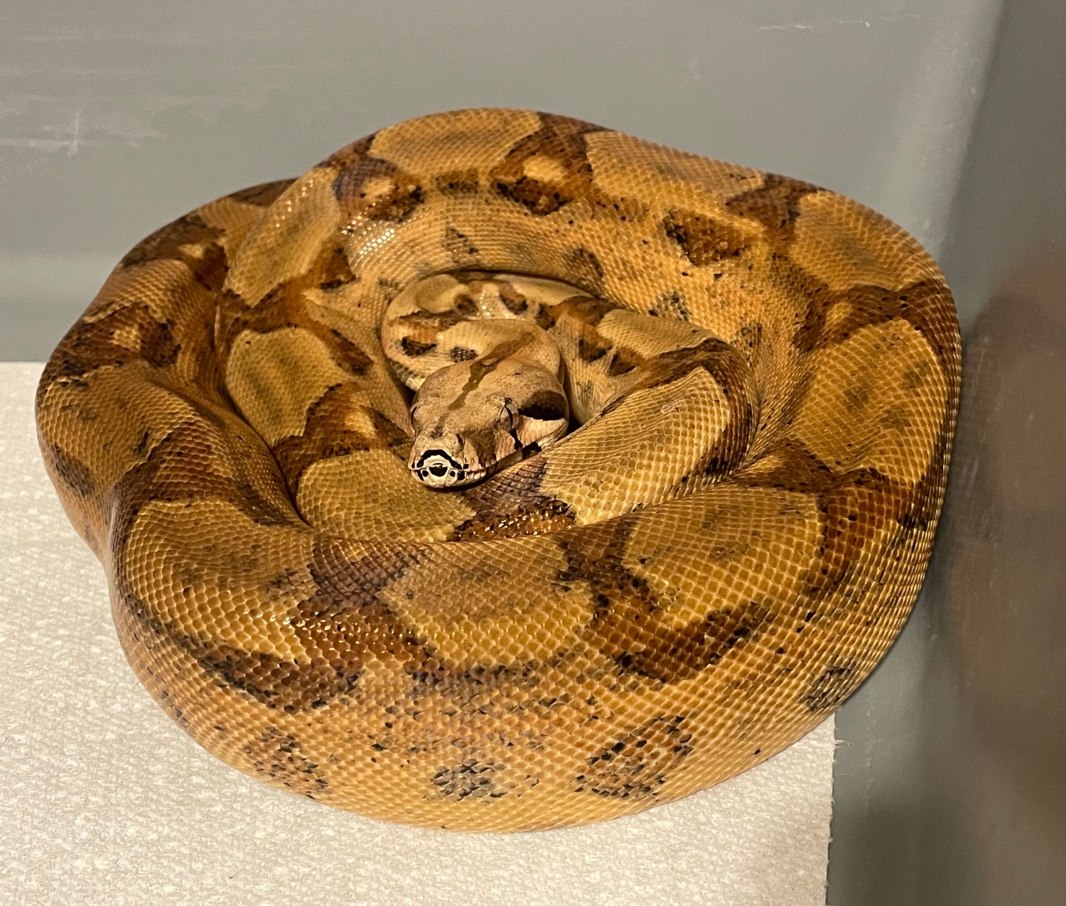 Breeder Ready Hypo DH Red/Sun Dragon Boa Constrictor by Anglin Exotics ...
