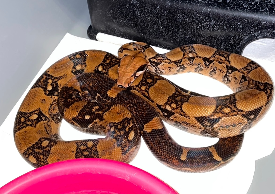 Breeder Ready Male Ron St. Pierre Blood Boa Boa Constrictor by Anglin ...