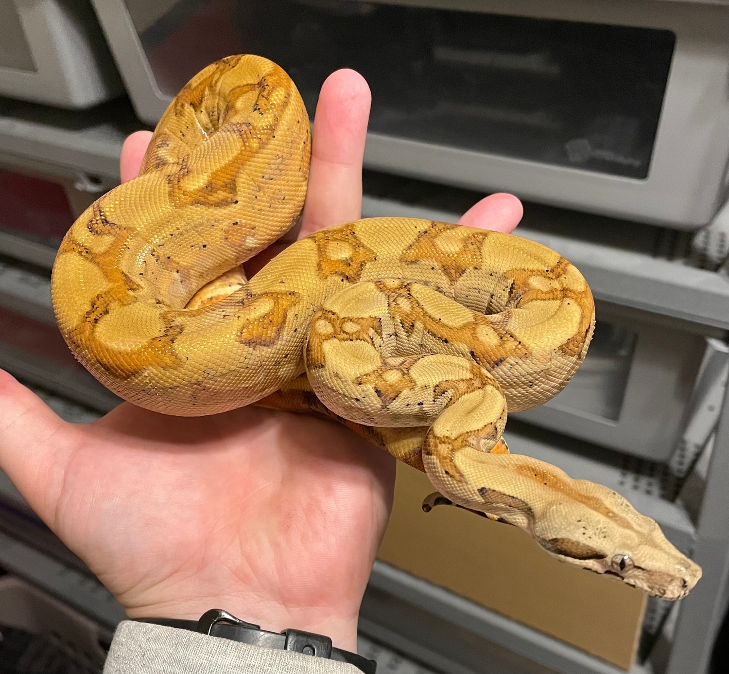 Hypo 66% Het Spector Boa Constrictor by Anglin Exotics - MorphMarket