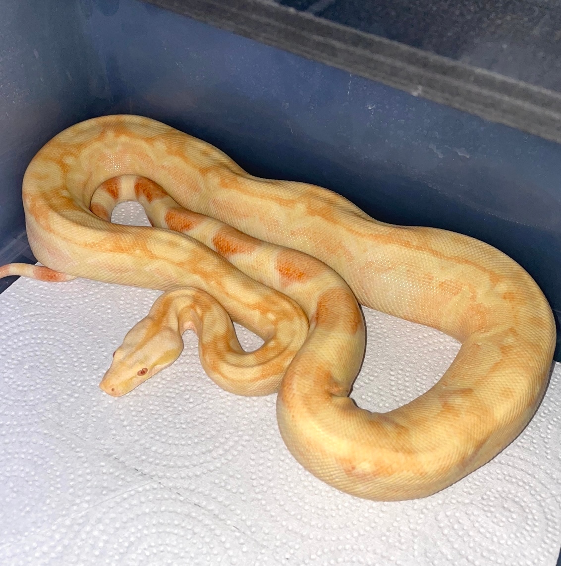 Kahl Albino 66% Blood Pos Jungle Boa Constrictor by Anglin Exotics ...