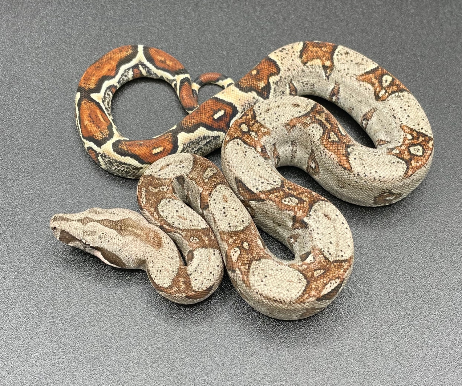 Normal Pos TH VPI, Kahl, RDR (Spector/Blizzard) Boa Constrictor by ...