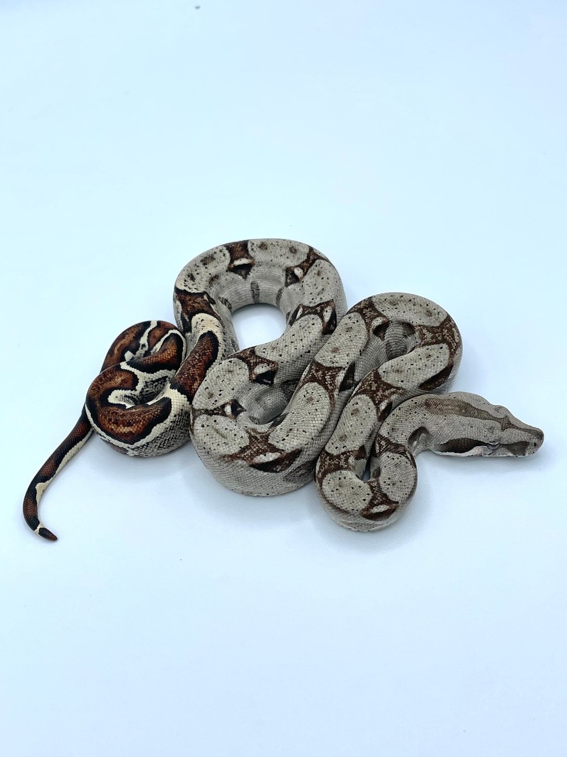 Normal Pos TH VPI, Kahl, RDR (Spector/Blizzard) Boa Constrictor by ...