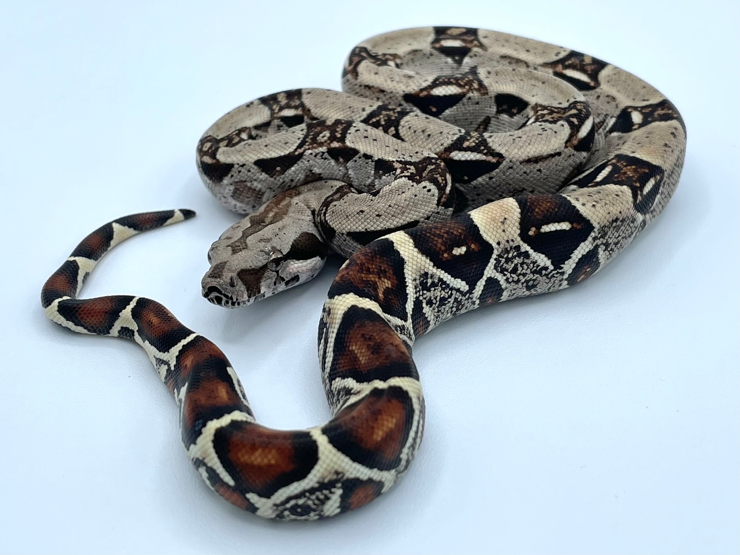Normal Pos TH VPI, Kahl, RDR (Spector/Blizzard) Boa Constrictor by ...