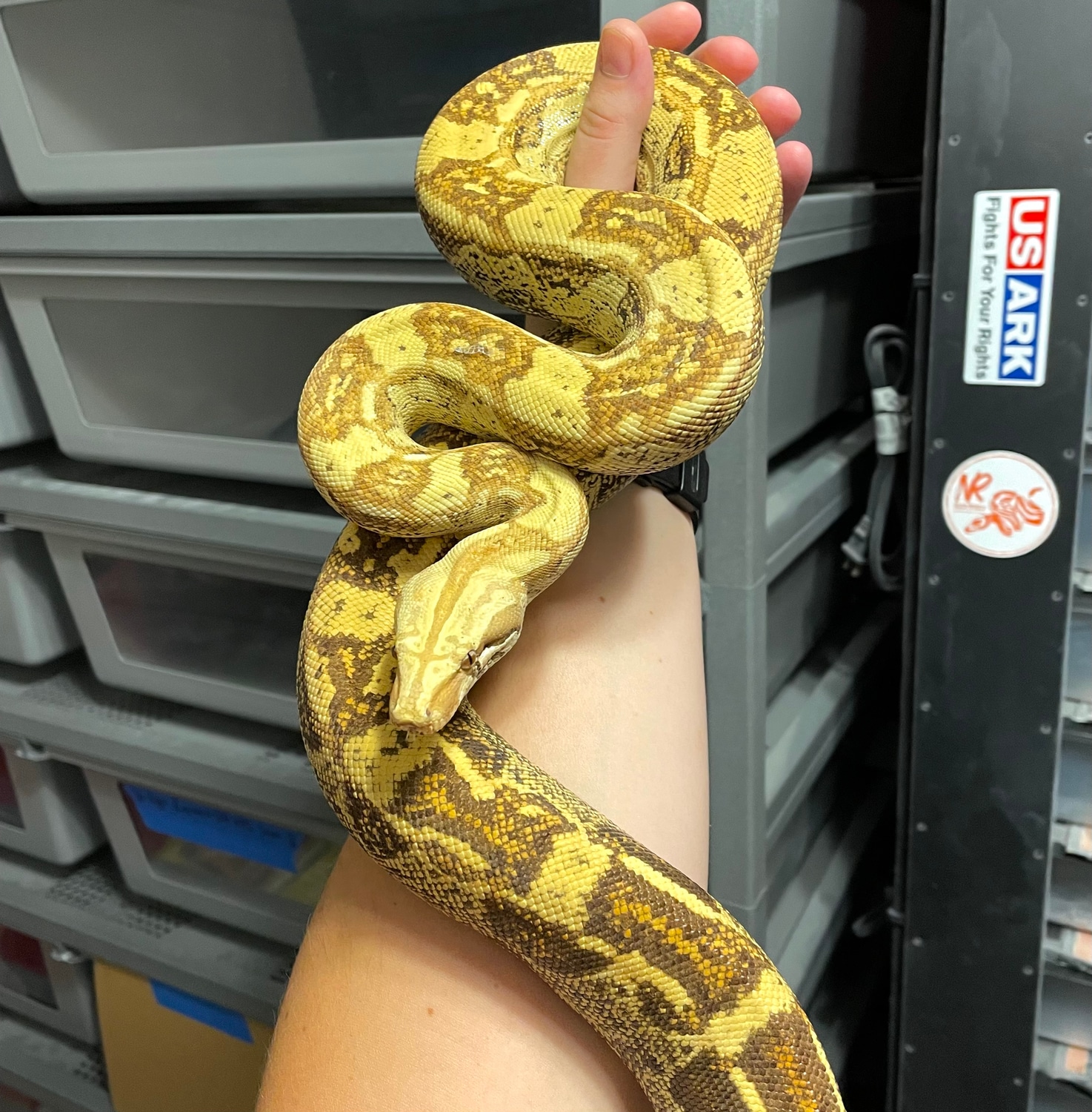 Widowpeak VPI Aztec Female Boa Constrictor by Anglin Exotics - MorphMarket