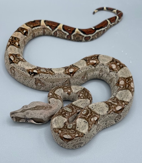 Normal Pos TH VPI, Kahl, RDR (Spector/Blizzard) Boa Constrictor by ...