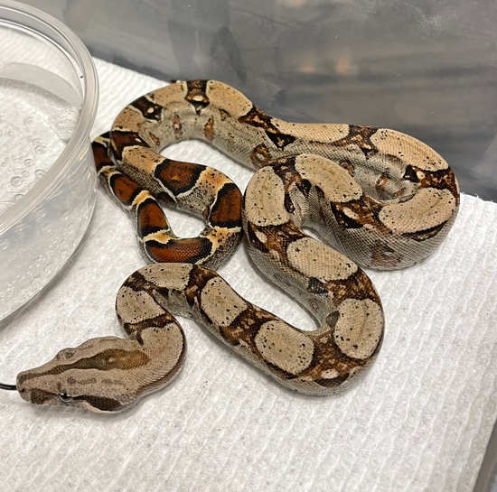Normal Pos TH VPI, Kahl, RDR (Spector/Blizzard) Boa Constrictor by ...
