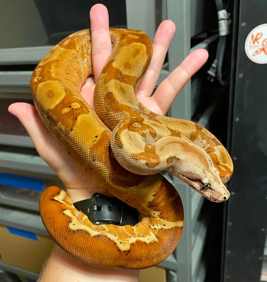 Hypo 66% Spector Boa Constrictor by Anglin Exotics