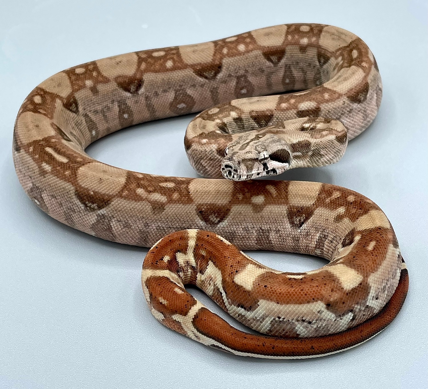 Hypo Aztec Jungle DH Blood/T1 Anery (Demon) Pos Het Kahl Albino Boa ...