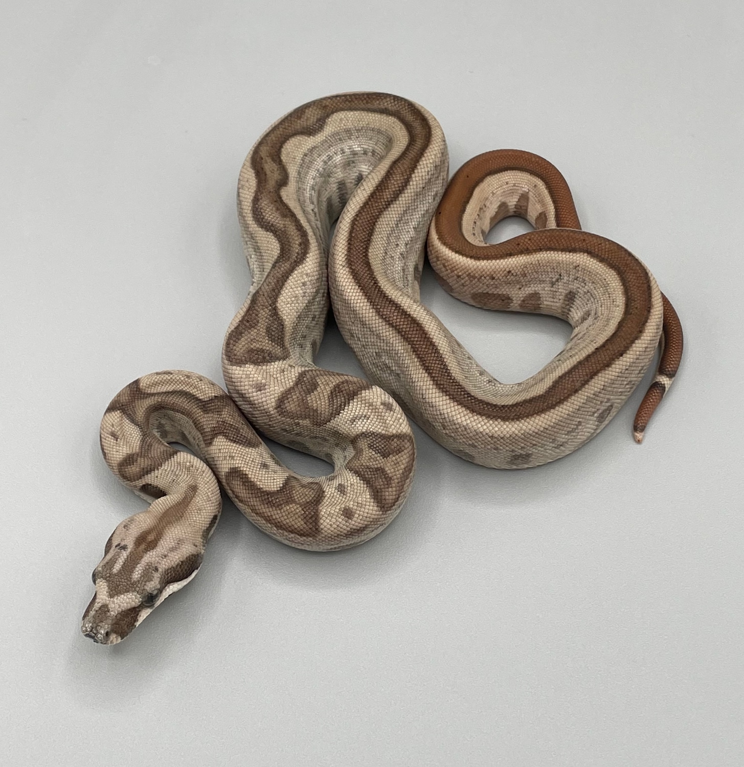 Hypo Jungle Motley Het Anery 66% Het VPI Boa Constrictor by Anglin ...