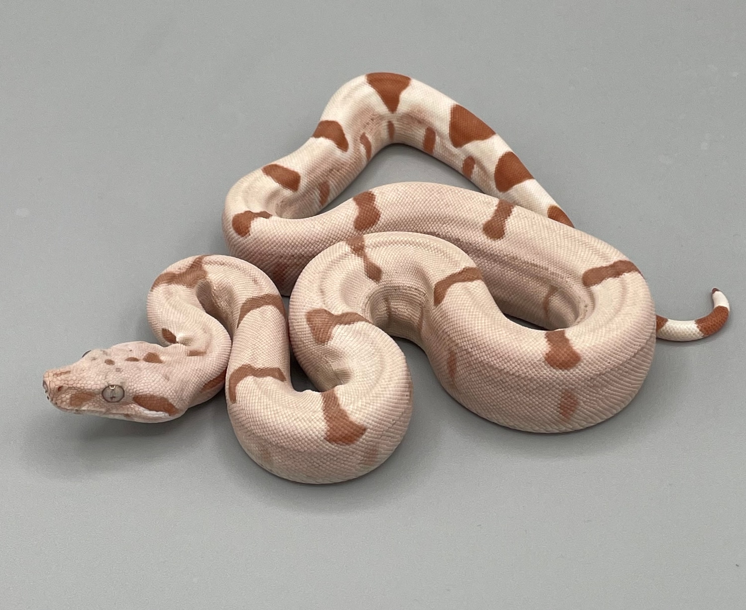 VPI Pos Super Sunglow Jungle Het Anery Boa Constrictor by Anglin ...