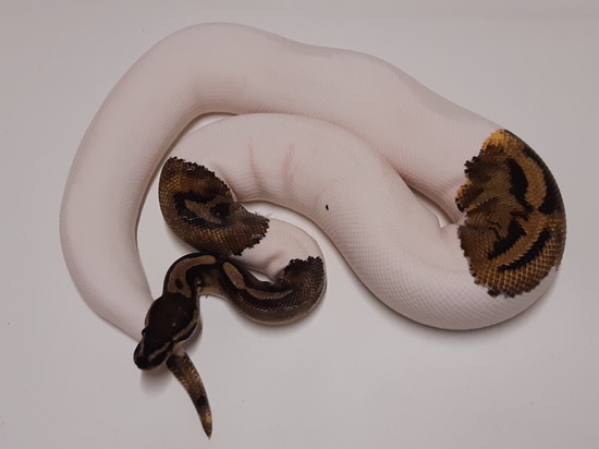 Stranger Piebald Ball Python by Piebald and More