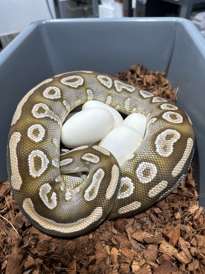 Mojave Yellow Belly Proven Female Ball Python by ReptiCo