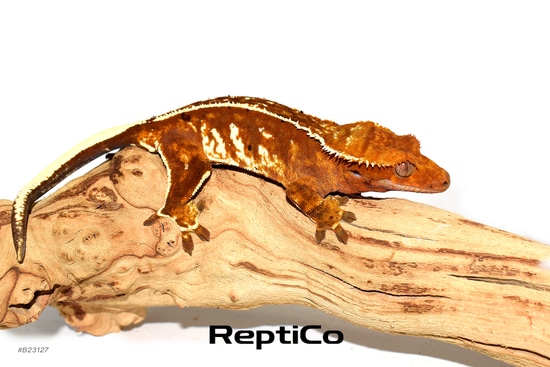 Red Super Empty Back Port Holes Dalmatian Crested Gecko by ReptiCo
