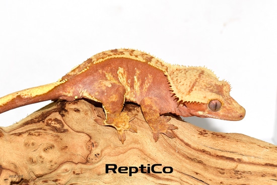Red Base Harlequin Crested Gecko by ReptiCo