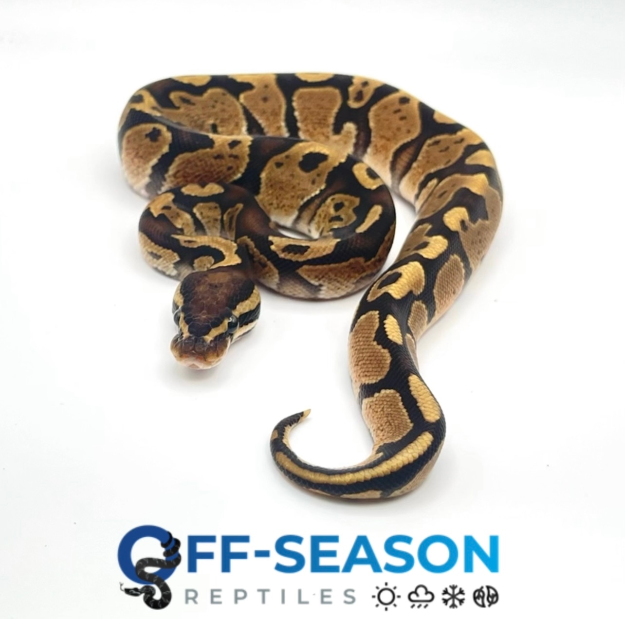 Fire Ball Python by Off Season Reptiles - MorphMarket