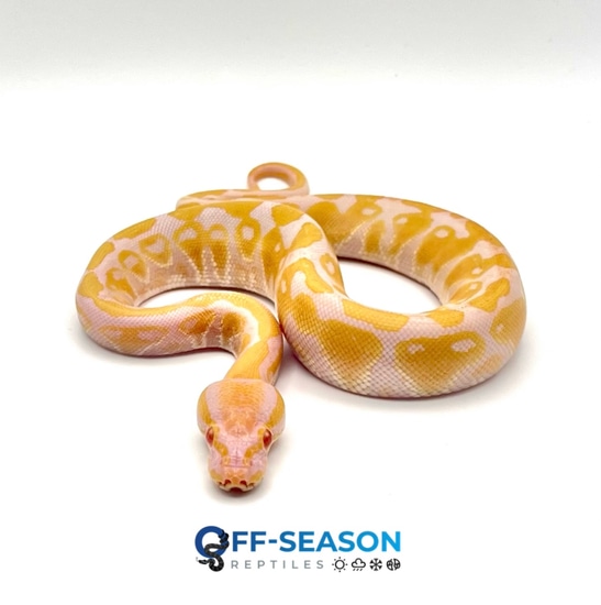 Albino 50% Het Pied 50% Genetic Stripe Ball Python by Off Season Reptiles