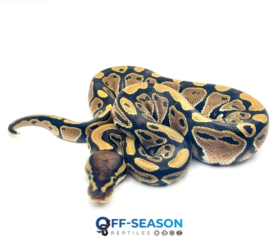 Normal 100% Het Albino 50% Het Pied 50% Het Genetic-Stripe Ball Python ...
