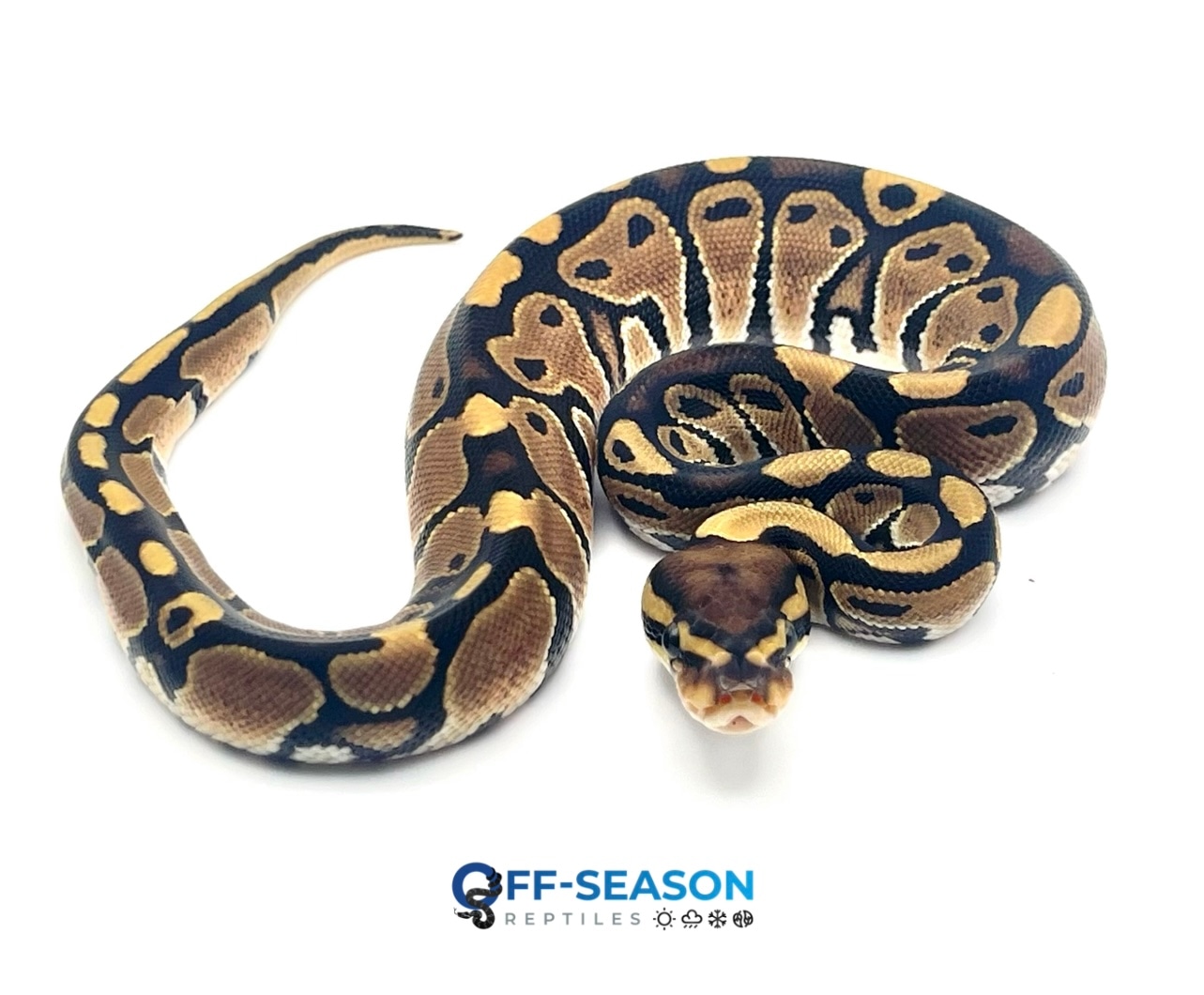 Normal 100% Het Albino 50% Het Pied 50% Het Genetic-Stripe Ball Python ...