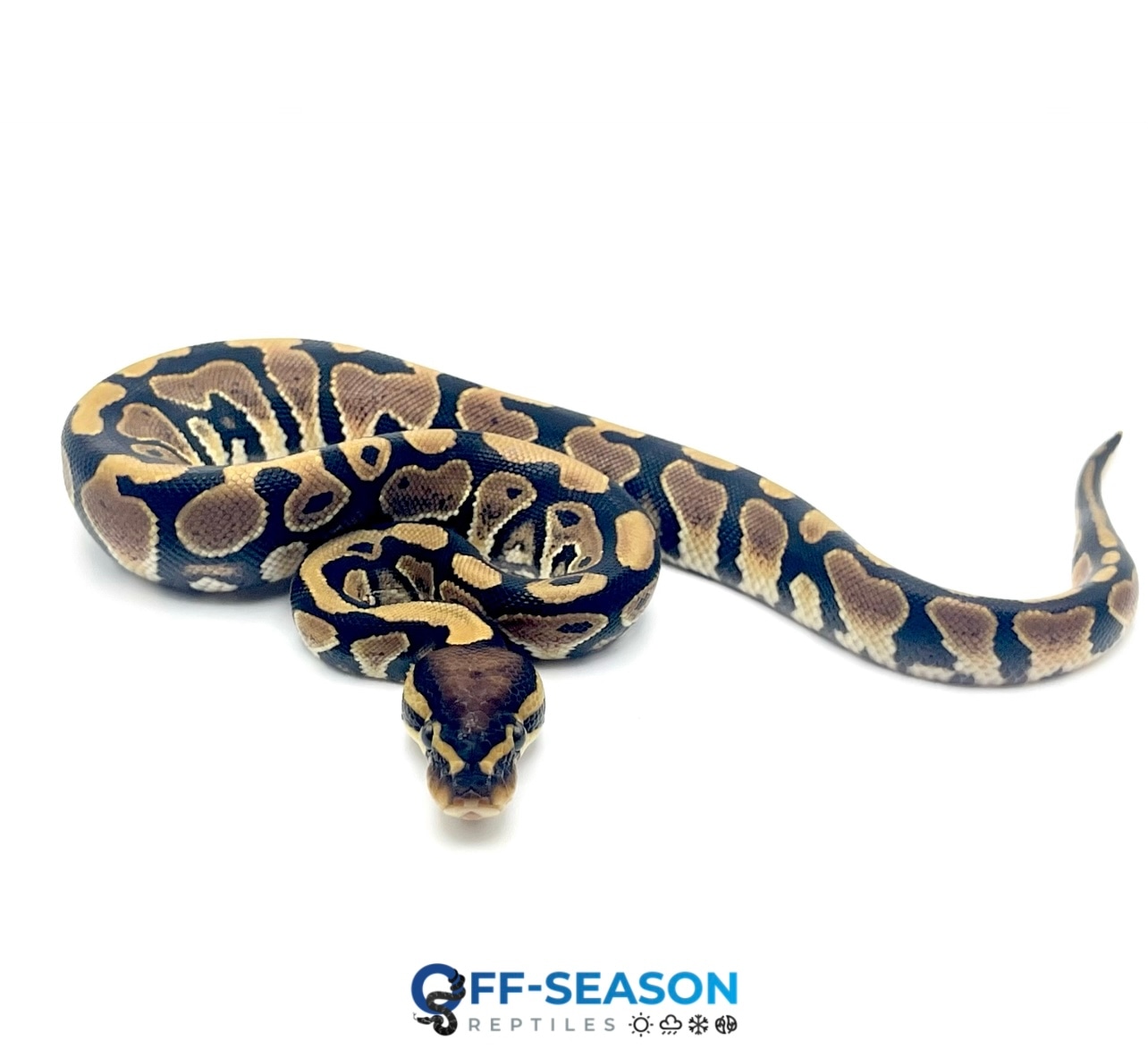 Normal 100% Het Albino 50% Het Pied 50% Het Genetic-Stripe Ball Python ...