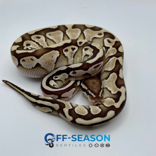 Lesser/Butter 50% Pos Het Clown Ball Python by Off Season Reptiles