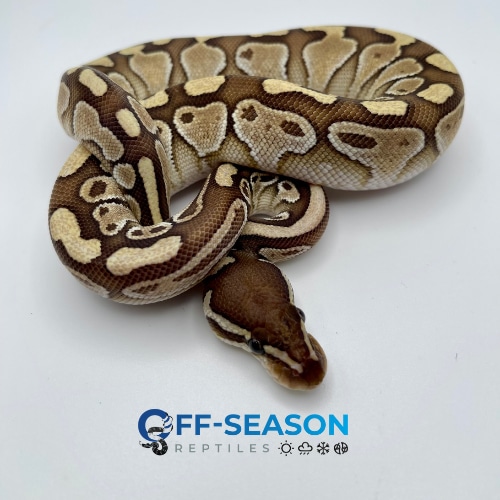 Lesser/Butter 50% Pos Het Clown Ball Python by Off Season Reptiles