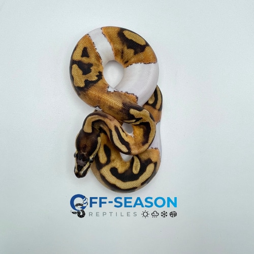Pied Scaleless Head Ball Python by Off Season Reptiles