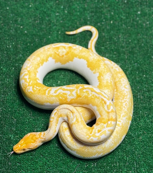 Albino Pied 50% Pos Het Granite Carmel Burmese Python by Offspring Reptiles
