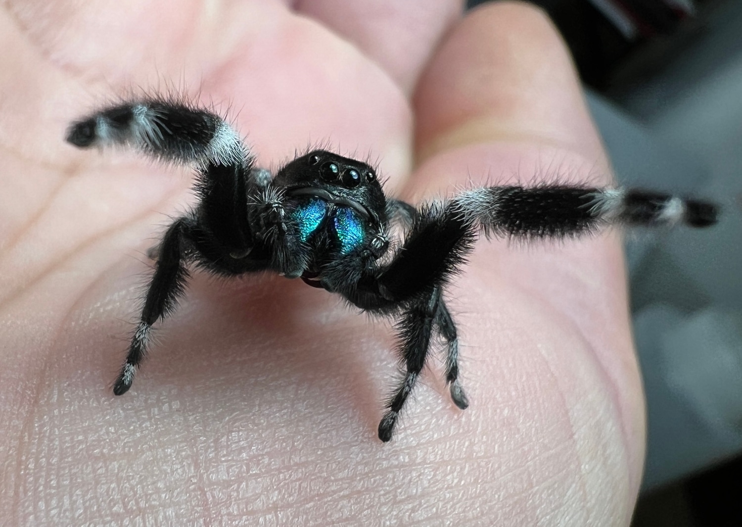 Regal (Recessive White) Jumping Spider by Off the Hook - MorphMarket