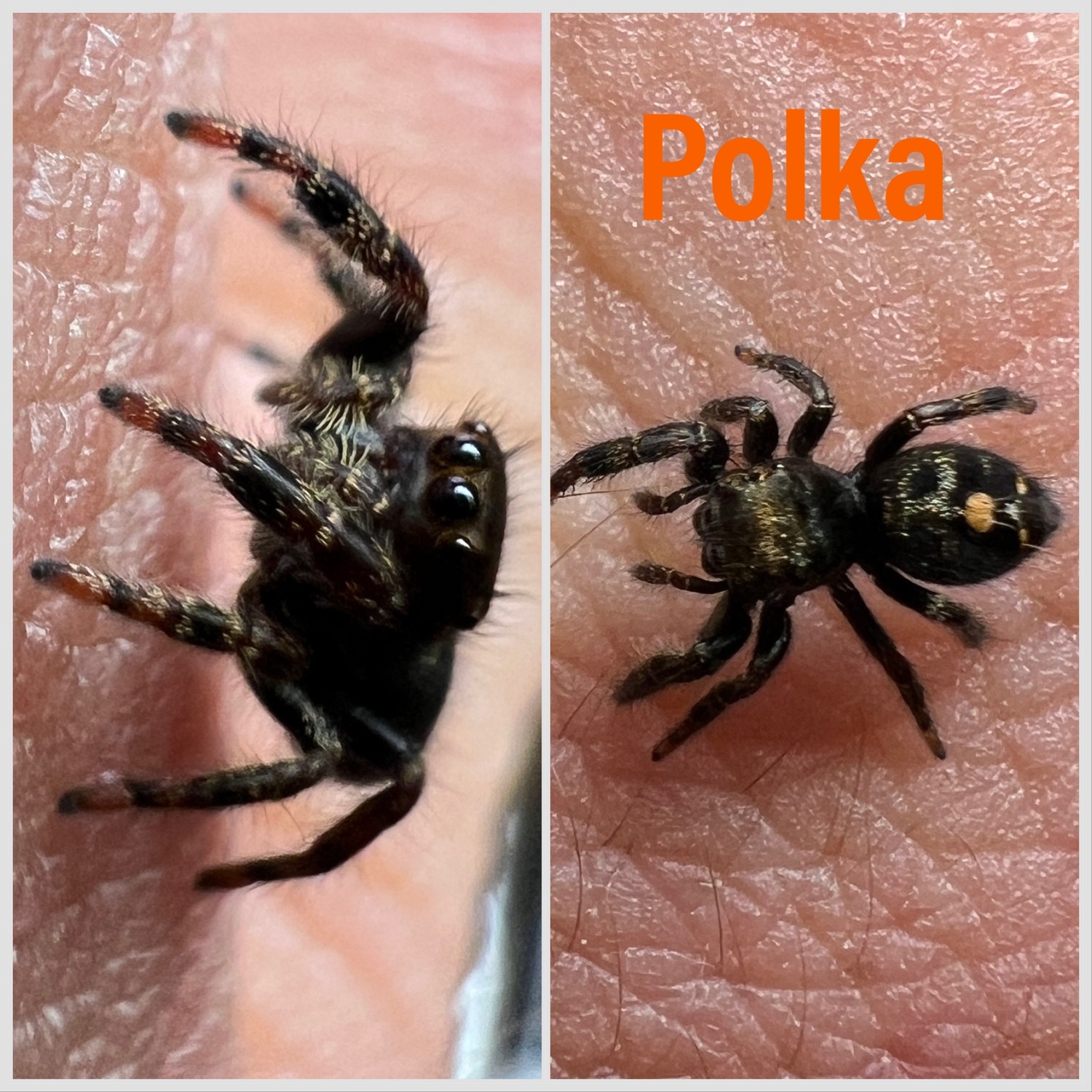 Polka: CB Phidippus Audax (Bold) Jumping Spider by Off the Hook ...