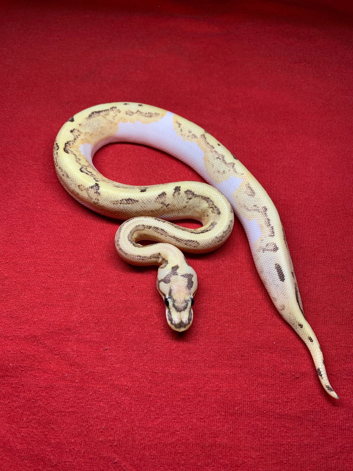 Disco Fire Spider Ball Python by Off the Wall Reptiles - MorphMarket