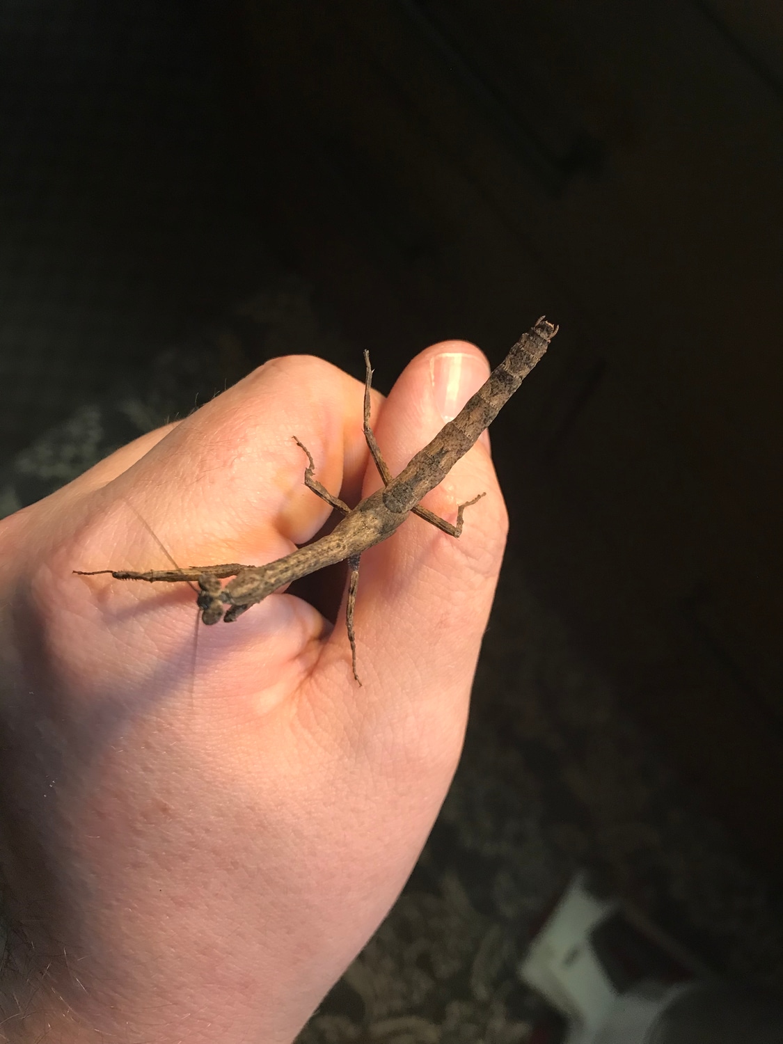 African Twig (Popa Spurca) Mantise by Off the Wall Reptiles - MorphMarket