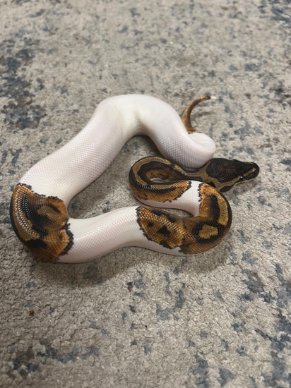 Pied Female 116g Ball Python by Off the Wall Exotics LLC