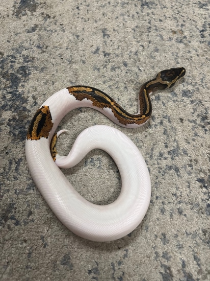 2023 Male Yellowbelly Pied Ball Python by Off the Wall Exotics LLC