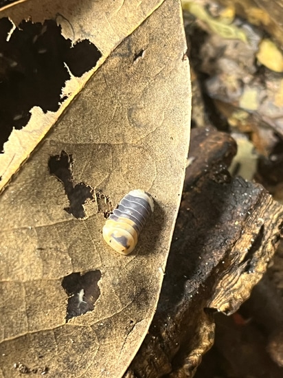 6 Count Cubaris Sp “Emperor Bee” Not Many People Have These Isopod by ...
