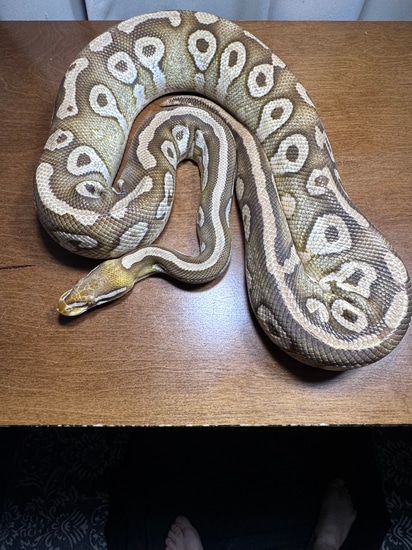 Pastave Het Pied (PROVEN BREEDER) Ball Python by Off the Wall Exotics LLC