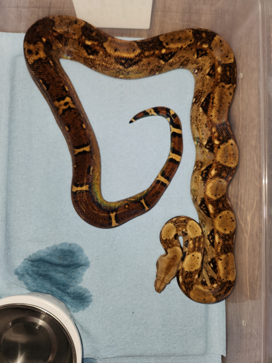 Male Het Blood Boa $600.00 Boa Constrictor by Boas and corns snakes 🐍 ...