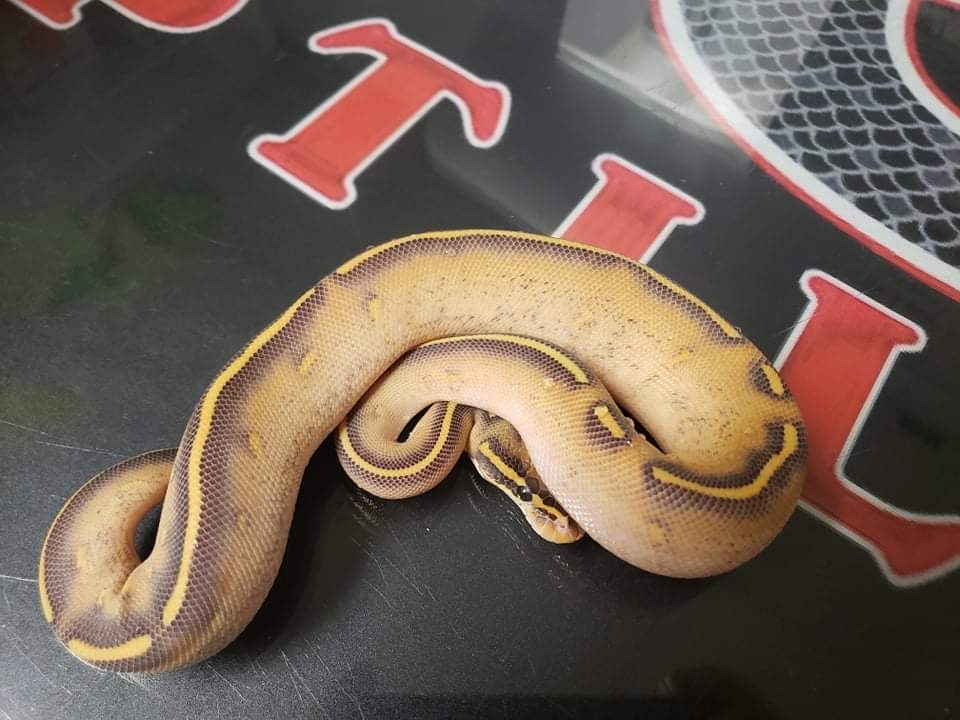 Highway Ball Python by OG Reptiles - MorphMarket