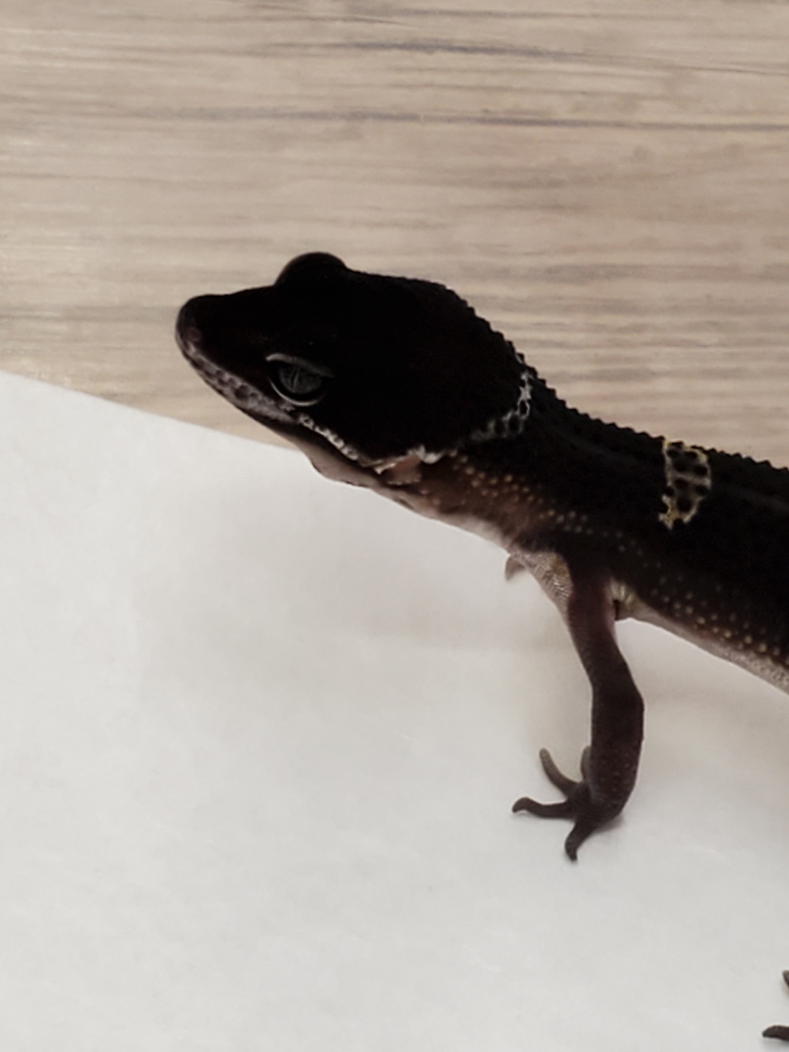 Black Night Leopard Gecko by OG Reptiles - MorphMarket