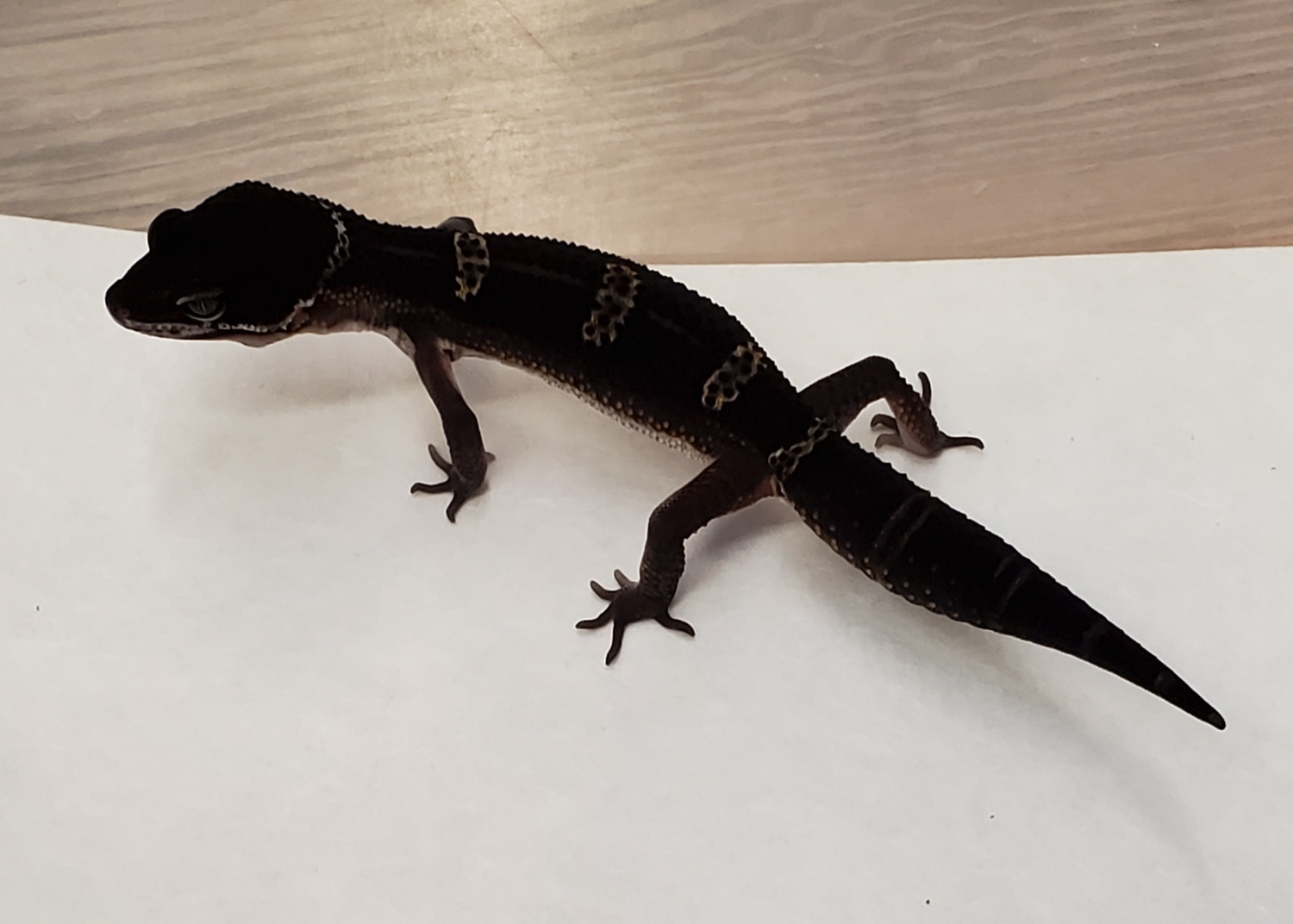 Black Night Leopard Gecko by OG Reptiles - MorphMarket
