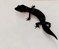 Black Night Leopard Gecko by OG Reptiles - MorphMarket