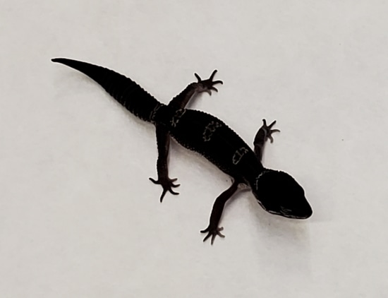Black Night Leopard Gecko by OG Reptiles