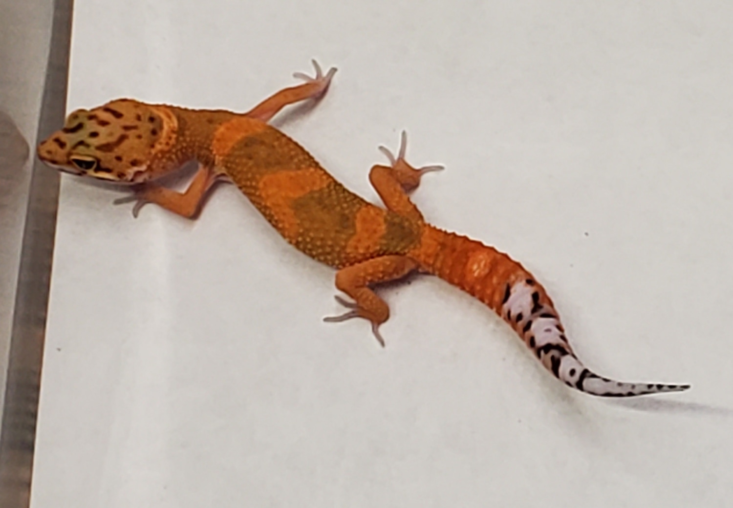Blood Het Rainwater & NDBE Leopard Gecko by OG Reptiles - MorphMarket