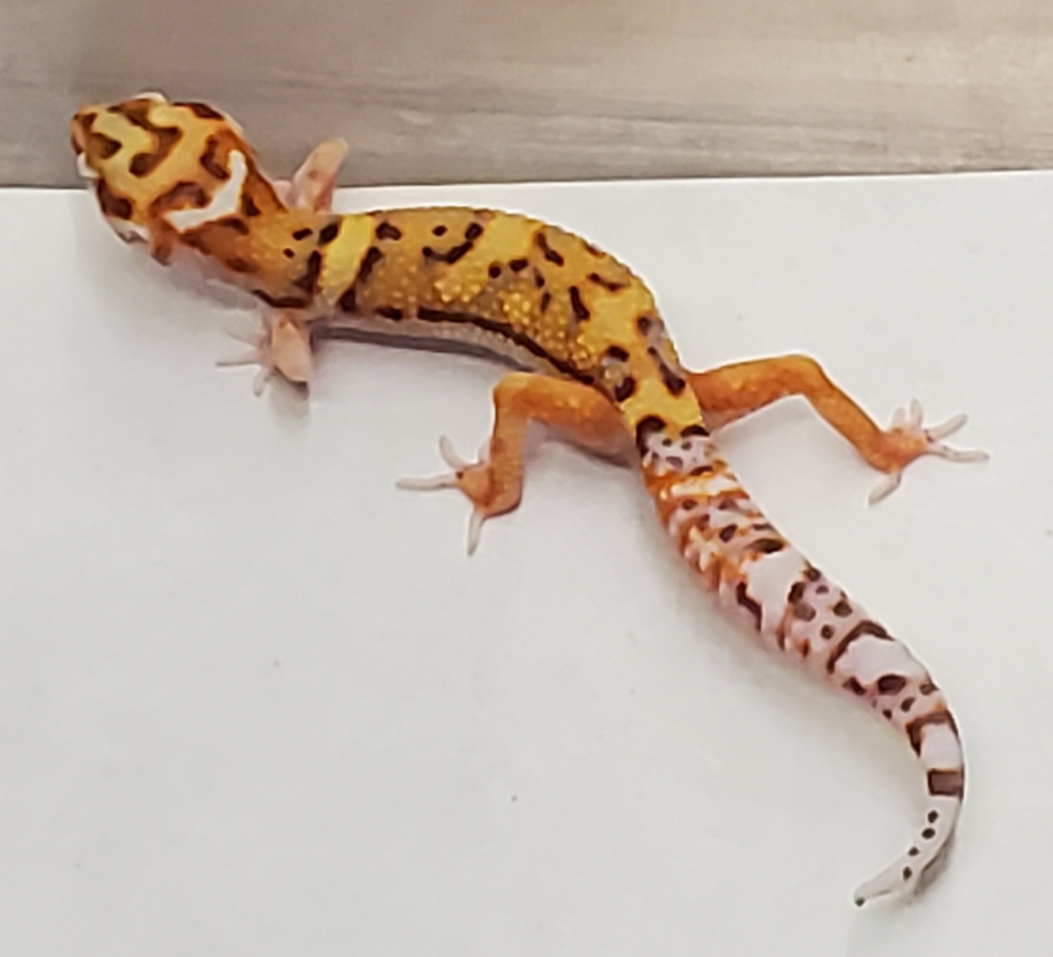 Bell Blood Leopard Gecko by OG Reptiles - MorphMarket