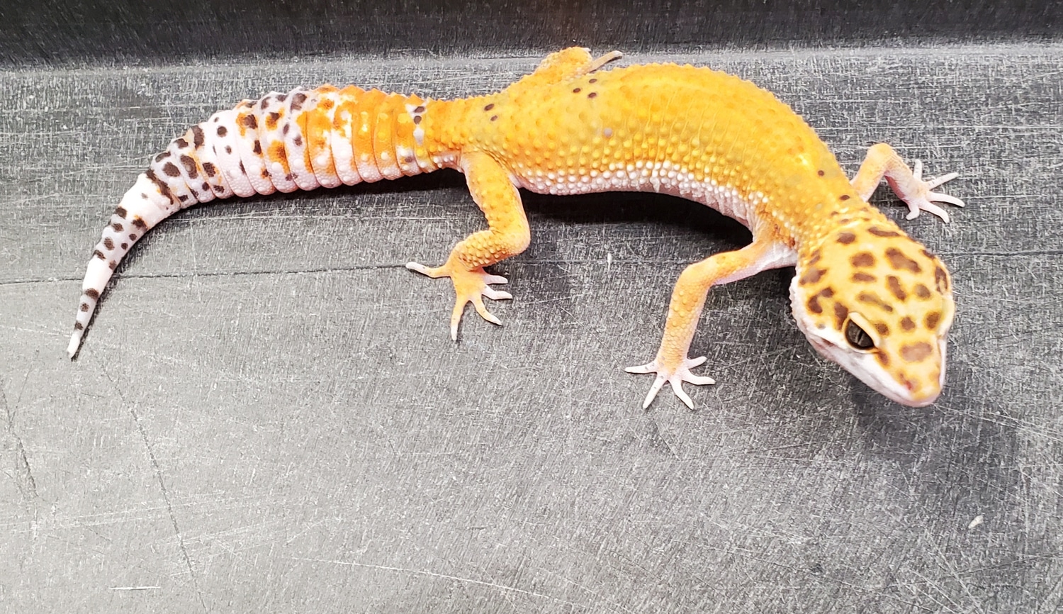 Jungle Blood Het Tremper Leopard Gecko by OG Reptiles - MorphMarket