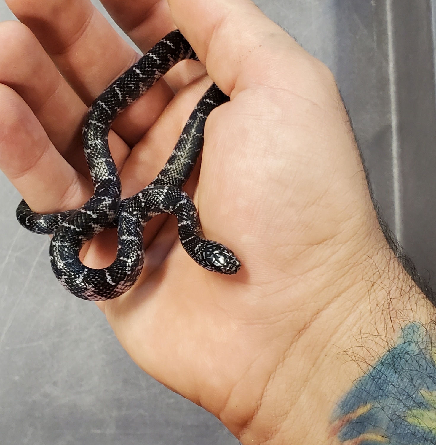Axanthic Brooks' Kingsnake by OG Reptiles - MorphMarket