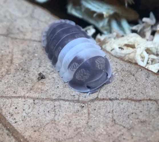 Panda King Isopod by OG Reptiles - MorphMarket